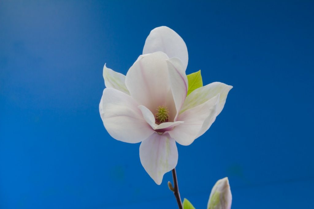 Timelapse magnolia blossom | Openfootage